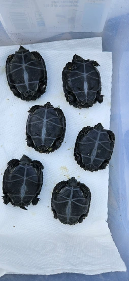 Mountain Burmese Black Tortoise Asian Brown Tortoise by JPython Reptiles