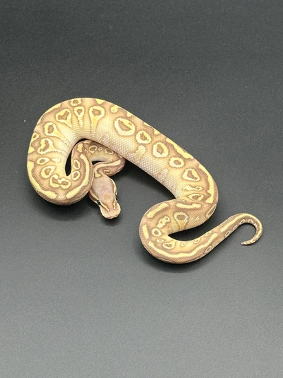 Hurricane Lesser Pastel Vanilla Ball Python by JqBall Pythons LLC