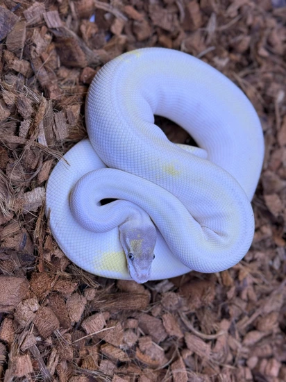 Super Mojave Special Ball Python by BRB Exotics