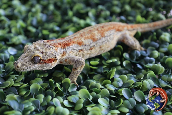 RTB Red Stripe Female Phantom Eyes Gargoyle Gecko by JReptiles