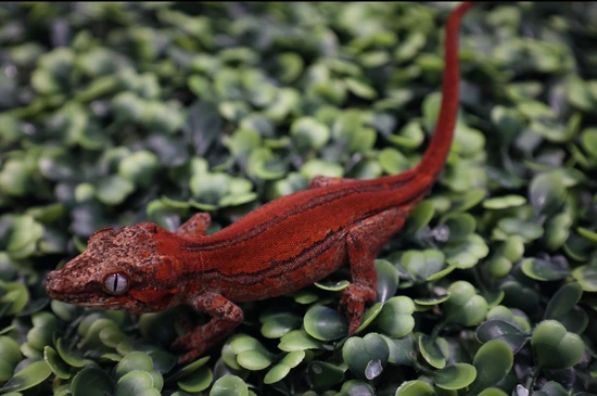 Magma X Mercury Offspring Gargoyle Gecko by JReptiles
