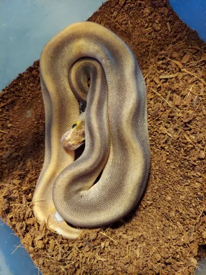 Champagne Super Cinnamon Ball Python by Jrgreptiles