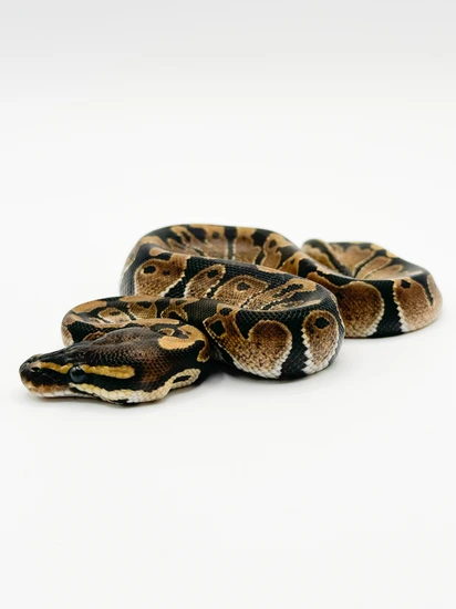 Normal Ball Python by Home Raised Reptiles