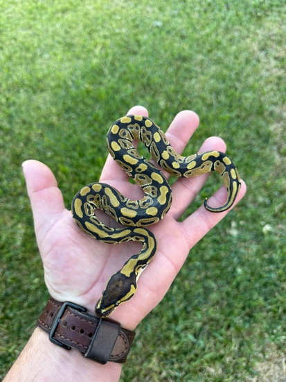 Classic 100% Double Het Axanthic VPI Clown Ball Python by Morph Valley Reptiles