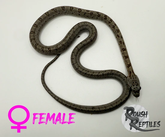 Baird's F1 - Fort Davis Locale Baird's Rat Snake by Roush Reptiles LLC