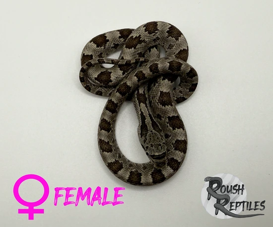 Het Dalmatian Calico Black Rat3 Eastern Rat Snake by Roush Reptiles