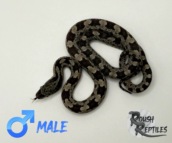 Het Dalmatian Calico Black Rat Eastern Rat Snake by Roush Reptiles LLC