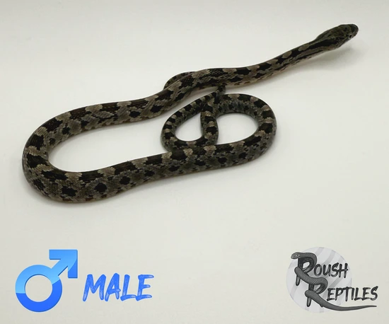 Het Dalmatian Calico Black Rat Eastern Rat Snake by Roush Reptiles LLC