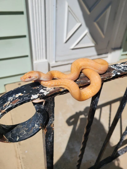 Albino Granite Pos Het Pied Burmese Python by Roy's Reptiles