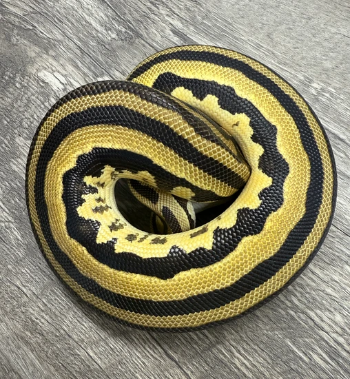 Pastel Leopard Puzzle Ball Python by JRReptiles
