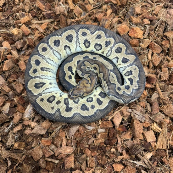 Hurricane Clown Ball Python by JRReptiles