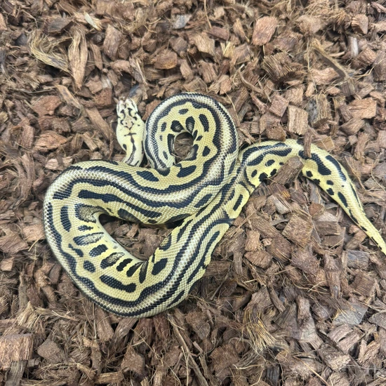 Pastel Batman Ball Python by JRReptiles