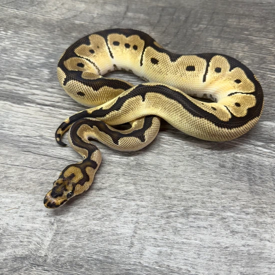 OD Clown Ball Python by JRReptiles