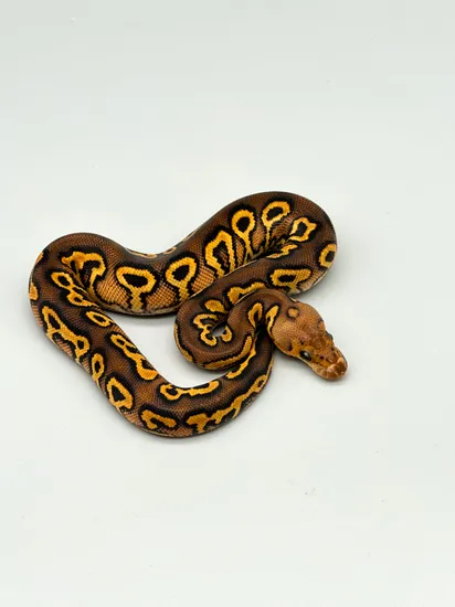 BPRS YB Clown Ball Python by Genetic Genesis
