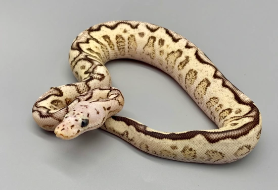 YB Firefly Spotnose Clown Het DG 50% Het Hypo Ball Python by Genetic ...