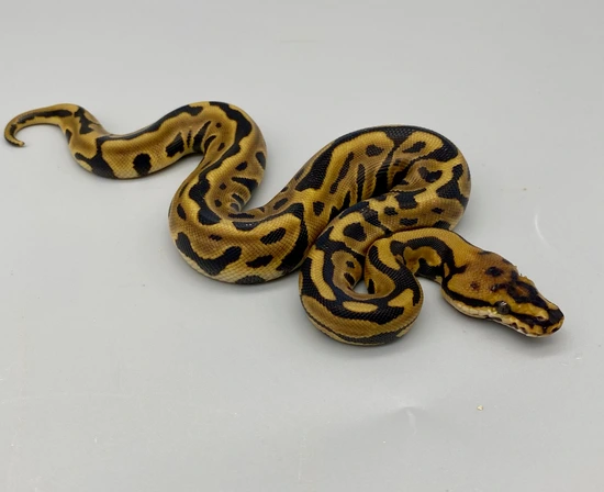 Leo Spotnose TH GS Enhancer Clown Ball Python by Genetic Genesis
