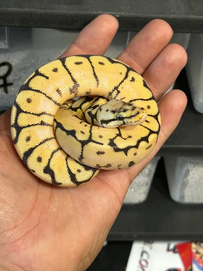 Bumblebee YB/Gravel Ball Python by J.A.G.E.R