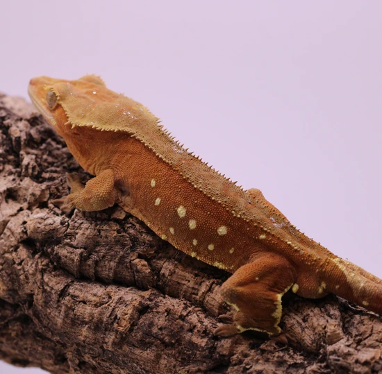 Icarus Crested Gecko by Coastal Cryptids Exotics