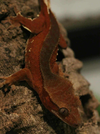 Veilfire Crested Gecko by Coastal Cryptids Exotics