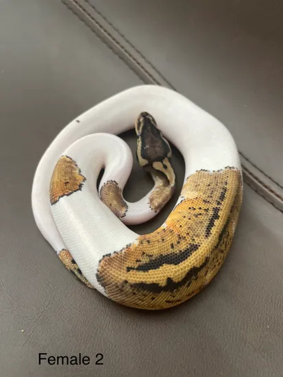 Pastel Piebald Poss Sandblast (2 Available) Ball Python by Lotus Pythons