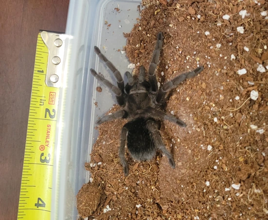 BRAZILIAN BLACK G. Pulchra 3in Tarantula by Serpent Studio