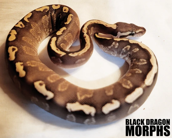 Widow Ball Python by Black Dragon Morphs