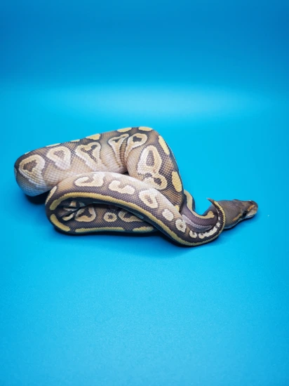 Mojave Yellow Belly 100%het Orange Ghost Ball Python by J-Slithers-Morphs