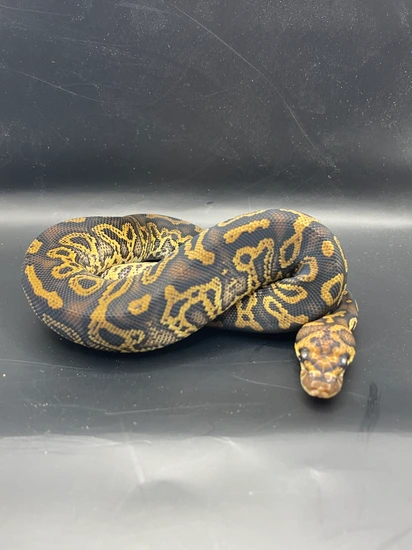 Hurricane Confusion Clown Ball Python by G3S Pythons