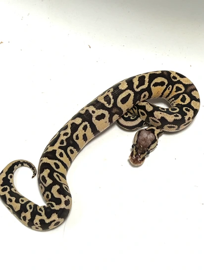 Pastel Fire Het Clown Ball Python by Green Mountain Morphs