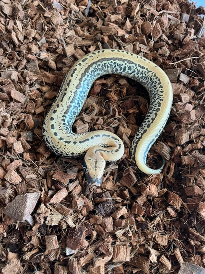 Pixel Blood Python by JSV Snakes