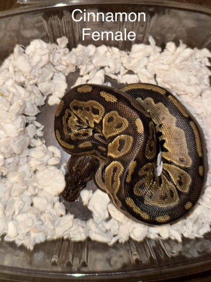 Cinnamon Ball Python by Kentucky Crossroads Reptiles