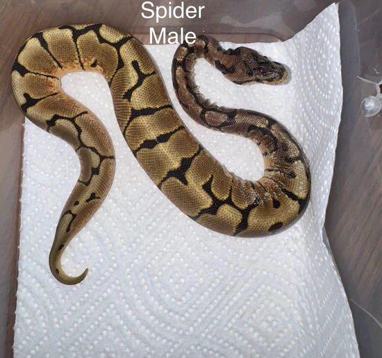 Spider Ball Python by Kentucky Crossroads Reptiles