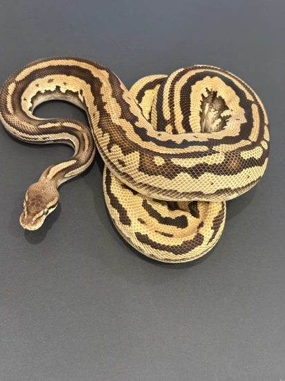 Leopard Orange Dream Pastel Phantom Het Pied Ball Python by JT Morphs