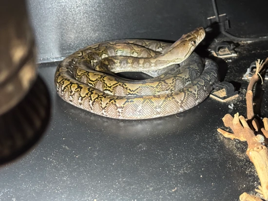 RNB Line Pure Kalatoa Reticulated Python by Tosetti Pythons & Boas