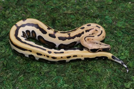 Goldeneye 💯 Het T- Albino! Blood Python by Juggernaut Reptiles