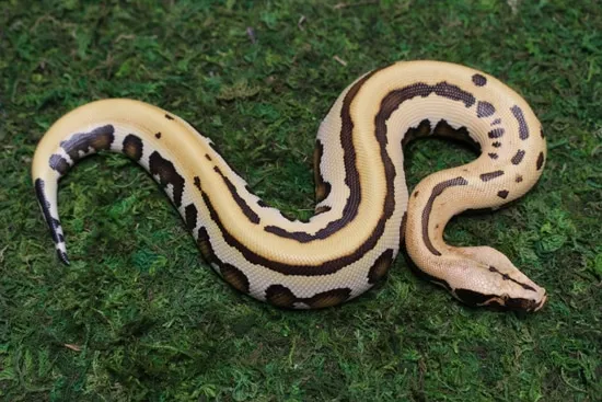 Goldeneye 💯 Het T- Albino! Blood Python by Juggernaut Reptiles