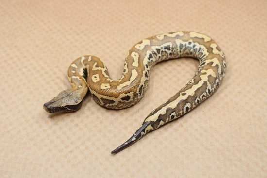 Druid 💯 Het T+ Albino! Blood Python by Juggernaut Reptiles