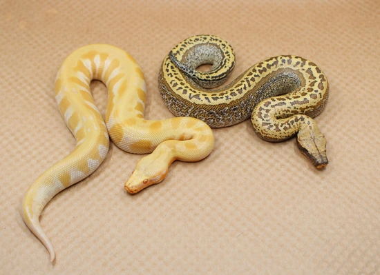 1.1 Batrix 💯 Double Het Pied/T- Albino And T- Albino Possible Matrix 💯 Het Pied Pair! Blood ...