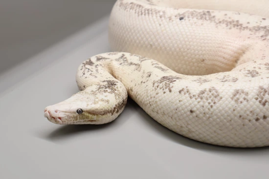 Super Druid ( Leucistic ) 66% Het T+ Albino! Blood Python by Juggernaut ...