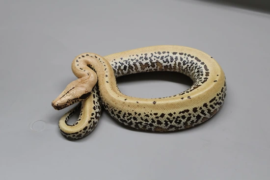 Pixel 💯 Het T+ Albino! Blood Python by Juggernaut Reptiles