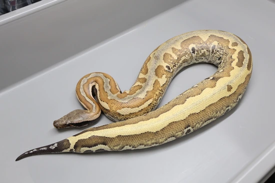 Stripe Druid 66% Het T+ Albino! Blood Python by Juggernaut Reptiles