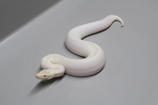 Super Druid Pos ( Batik/Matrix ) 50% Het T+ Albino! Blood Python by ...
