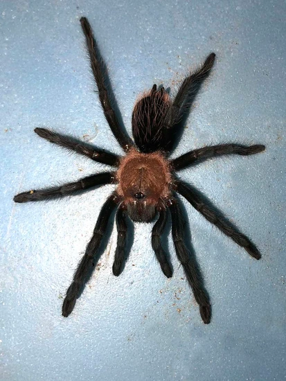 Tliltocatl Verdezi Tarantula by Juice's Arthropods