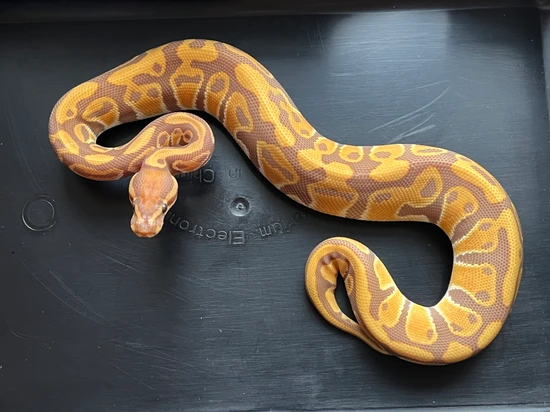Orange Dream Ultramel Ball Python by Kentucky Balls
