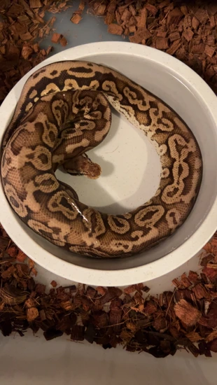 Black Pewter Bongo Ball Python by BallzOutSnakeShack
