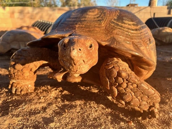 Adult Male Sulcata Tortoises by Juline Hermes (Arizona Tortoise Compound)