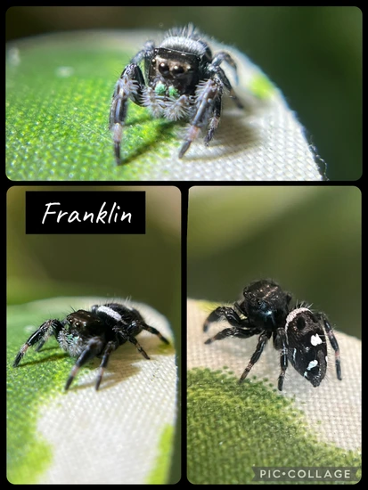 Franklin-regal Jumping Spider by Jumping Jewels AZ