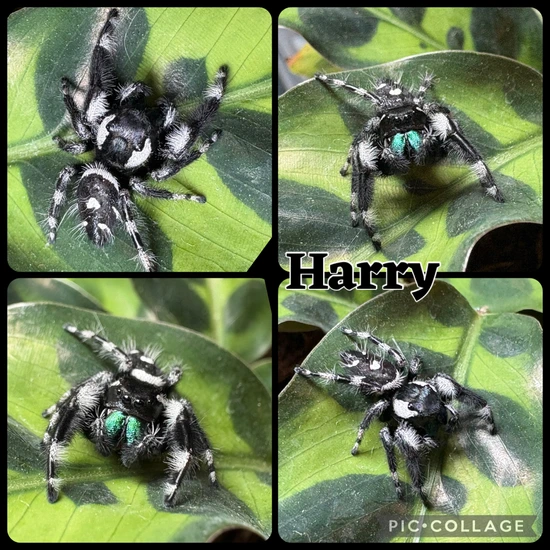 Harry Jumping Spider by Jumping Jewels AZ