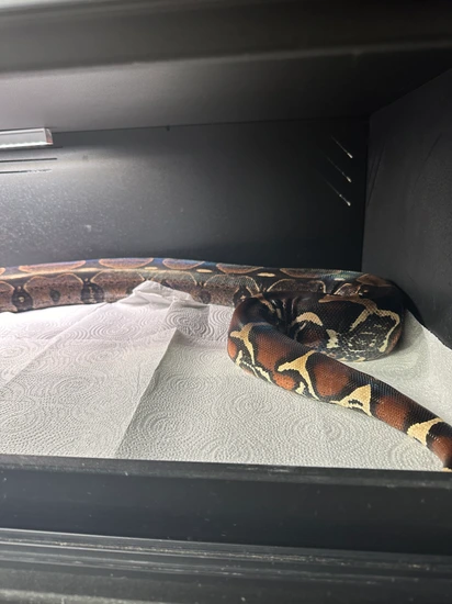 Suriname Red Tail Boa True Red-Tailed Boa Constrictor by Red shed reptiles