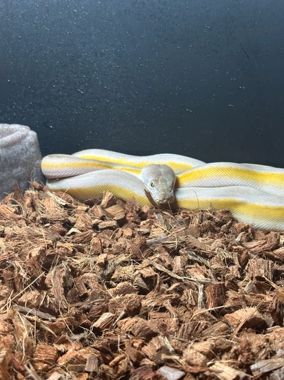 Fire Motley Titanium Low Reserve Reticulated Python by Red shed reptiles